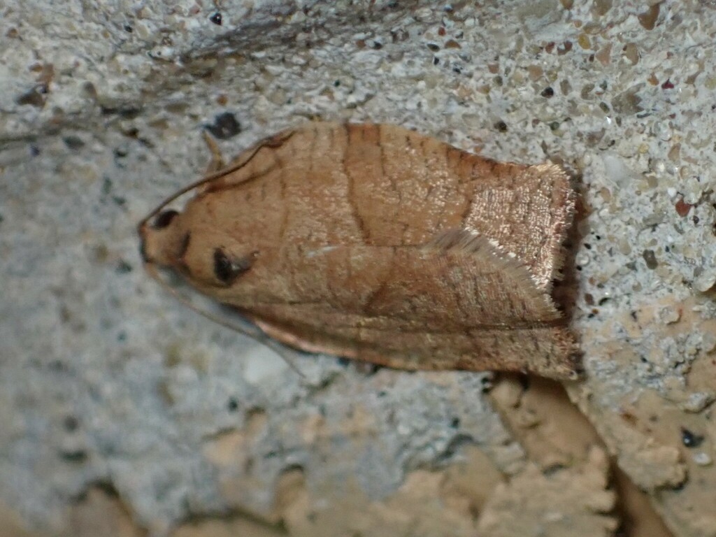 Oblique-banded Leafroller Moth in September 2023 by Angus Mossman. At ...