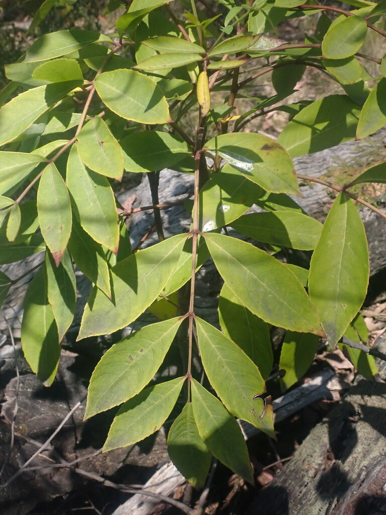 Elderberry Panax from Mount Kaputar NP, Kaputar NSW 2390, Australia on ...