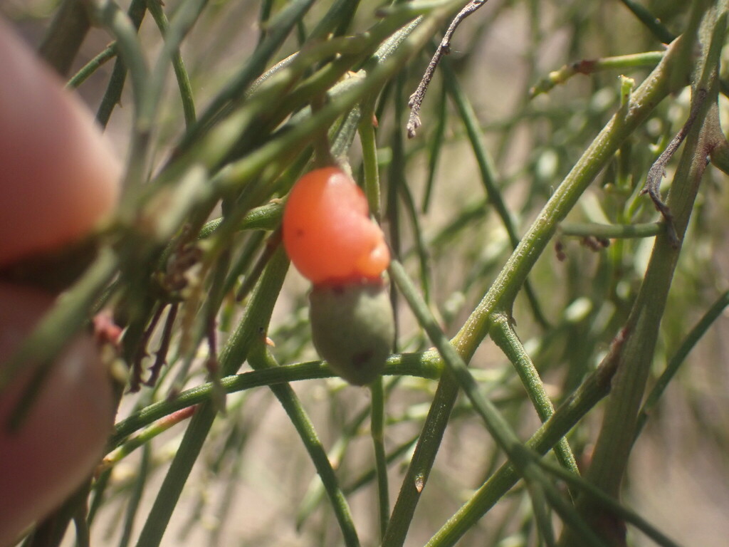Cherry Ballart from Mount Kaputar NP, Kaputar NSW 2390, Australia on ...