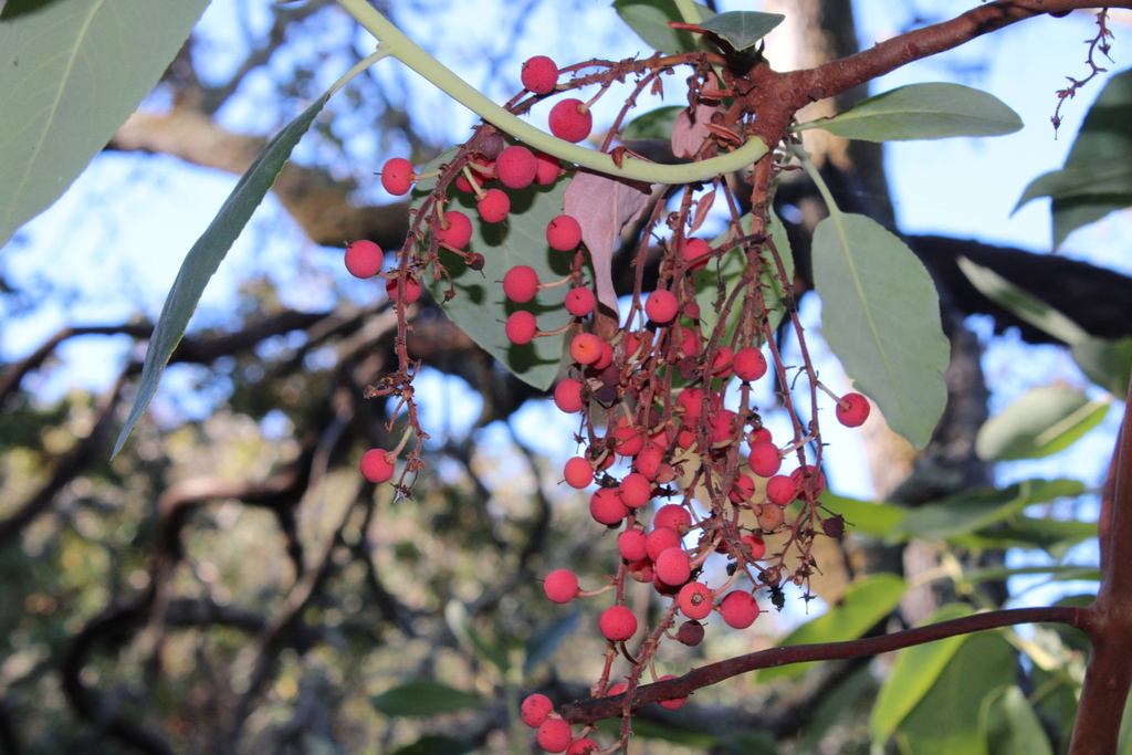 Pacific madrone from Bahia Dr, Novato, CA 94945, USA on October 30 ...