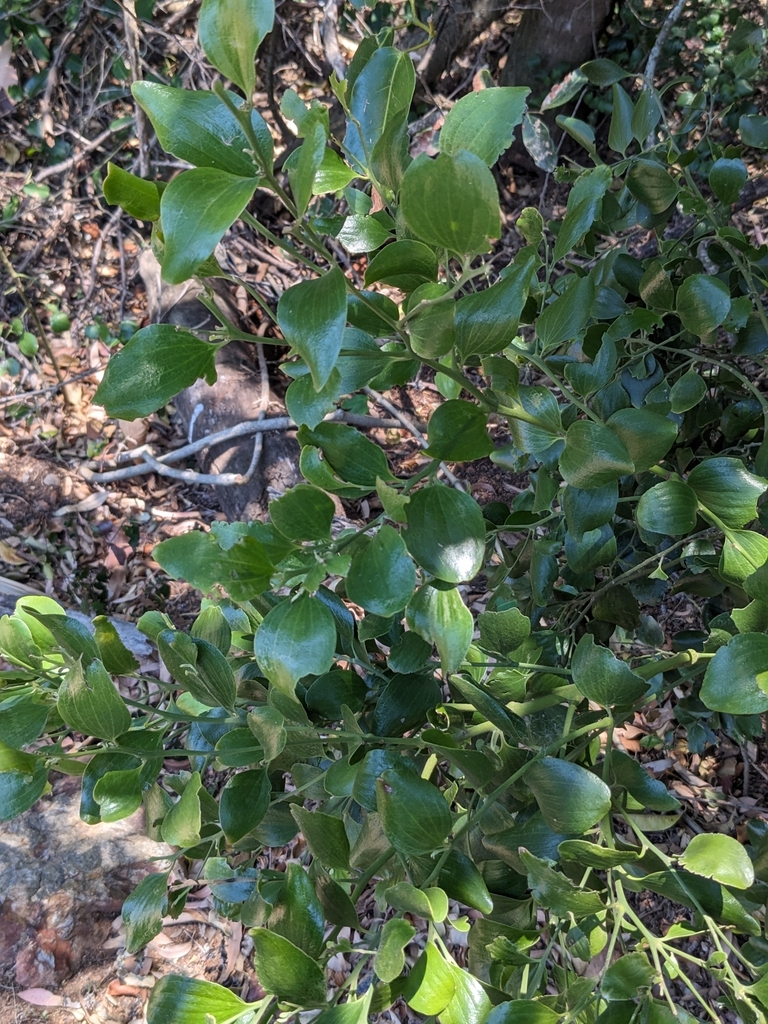 Broad Leaved Native Cherry from Rosslyn QLD 4703, Australia on October ...