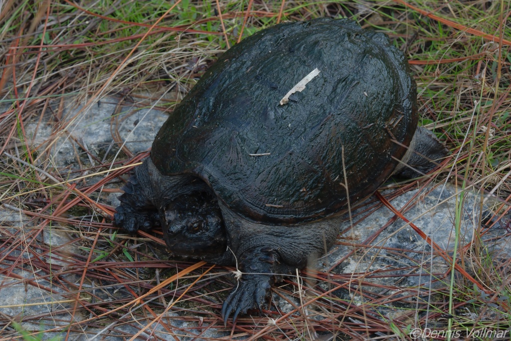 Common Snapping Turtle from Miami-Dade County, FL, USA on October 28 ...
