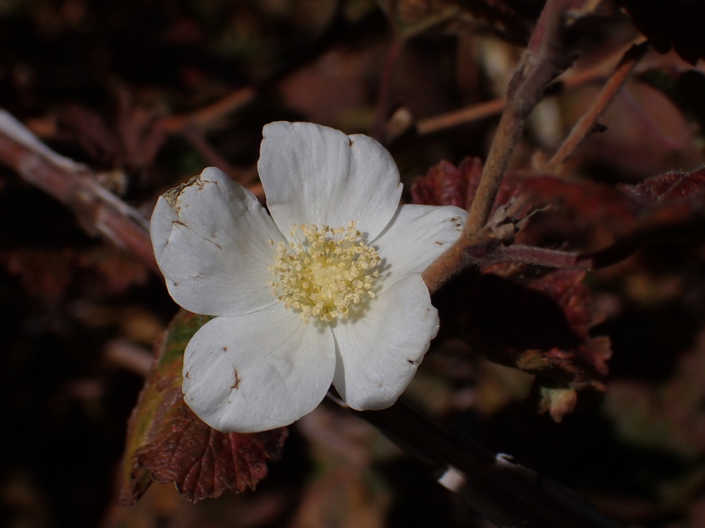 New Mexico raspberry from Santa Cruz County, AZ, USA on October 30 ...
