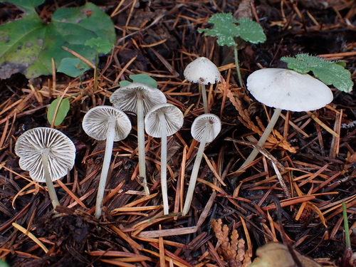 Hydropus pseudotenax · iNaturalist