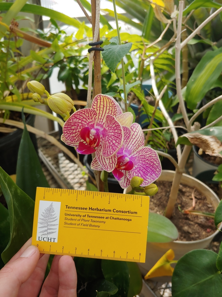 Moth orchids from Hamilton County, US-TN, US on March 21, 2019 at 03:25 ...