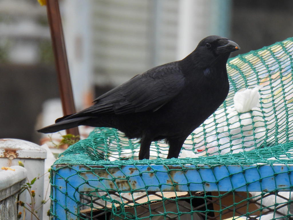 Carrion Crow from Takatsu Ward, Kawasaki, Kanagawa, Japan on October 31 ...