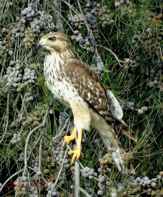 Red-shouldered Hawk from Bosque de San Juan de Aragón on October 30 ...