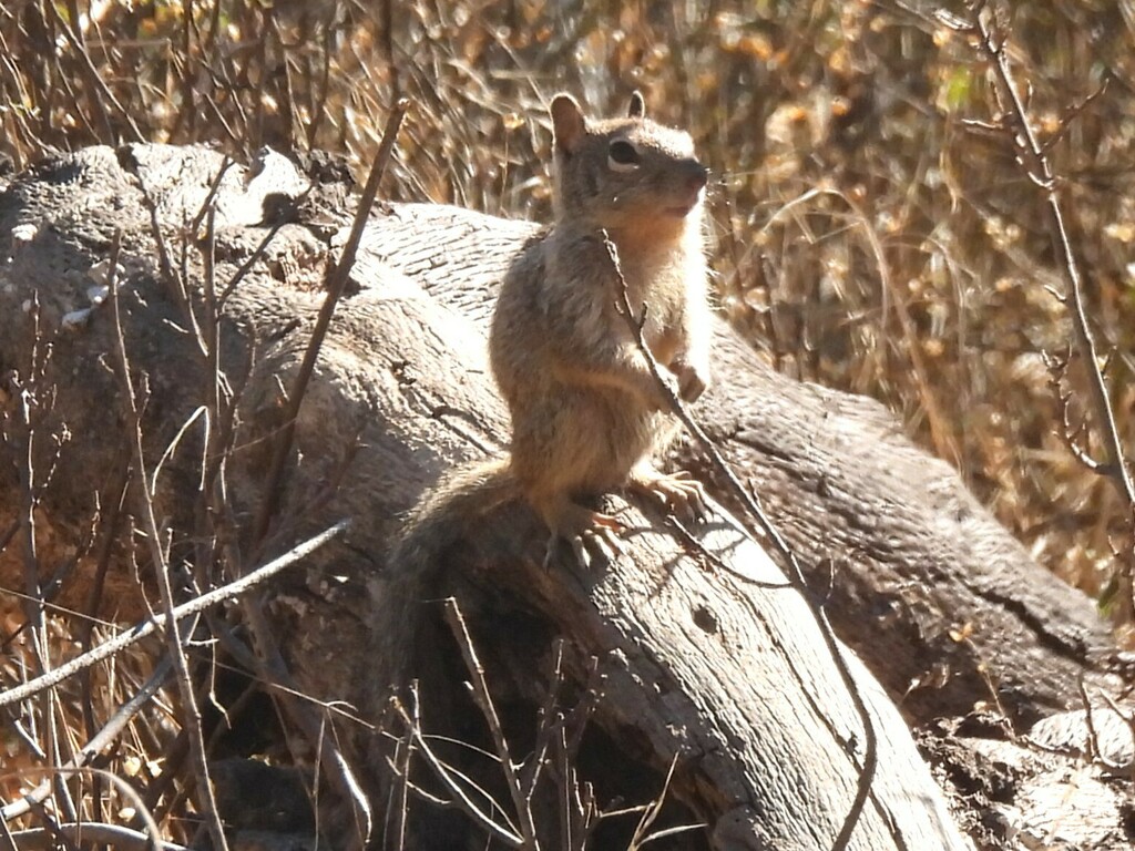 California Ground Squirrel from Bahia Dr, Novato, CA 94945, USA on ...