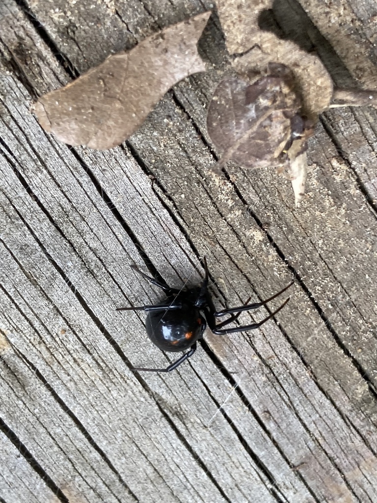 Southern Black Widow from County Road 323, Terrell, TX, US on October ...