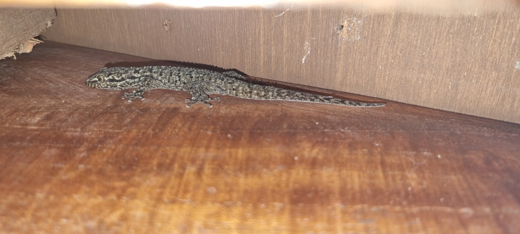 Darwin's Leaf-toed Gecko in October 2023 by Rok Lobnik · iNaturalist