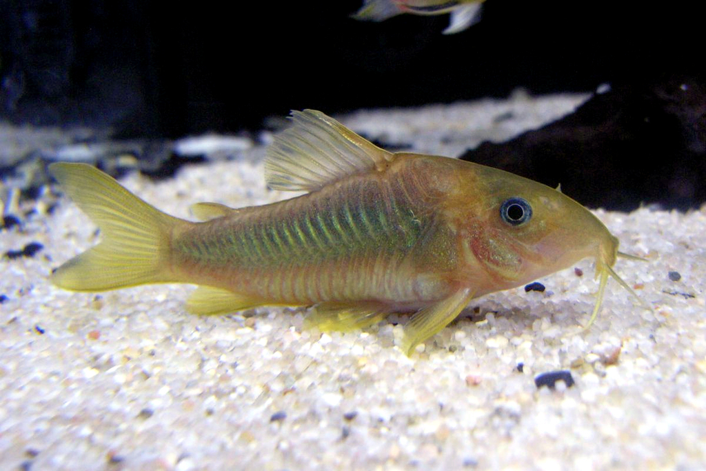 Green Gold Catfish (Osteogaster melanotaenia) - Marine Life Identification