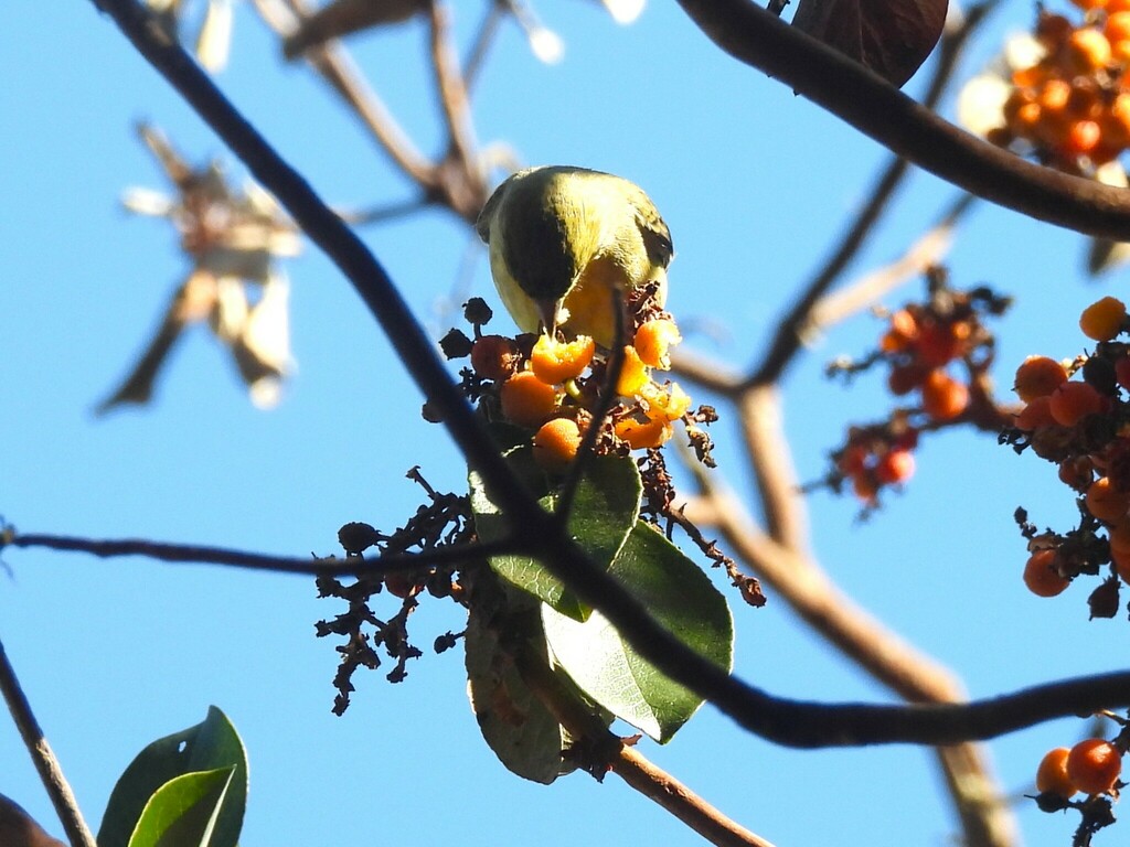 Perching Birds from Bahia Dr, Novato, CA 94945, USA on October 30, 2023 ...