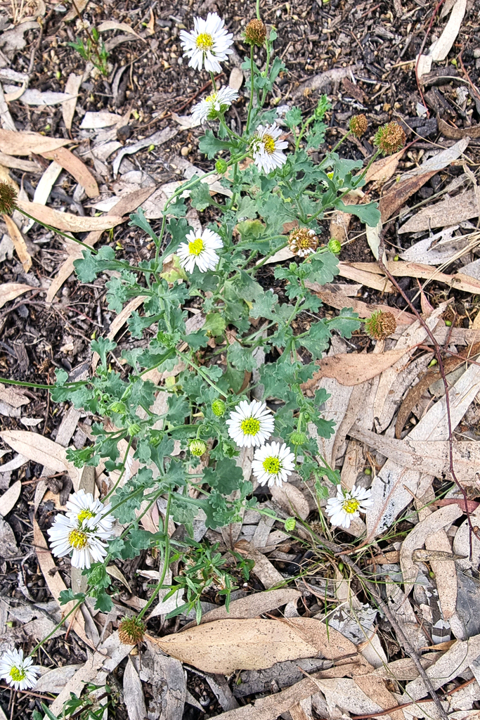 Purple Burr-daisy from Hattah VIC 3501, Australia on October 4, 2023 at ...