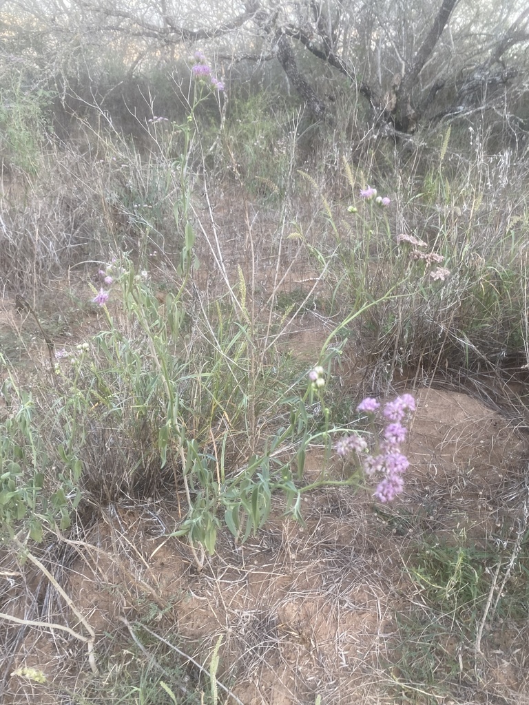 Texas palafox from Hebbronville, TX, US on October 27, 2023 at 06:34 PM ...