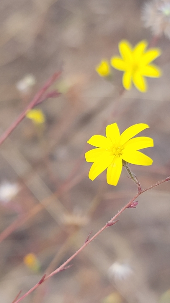 Slender Scratch Daisy from Butler, GA 31006, USA on October 29, 2023 at ...