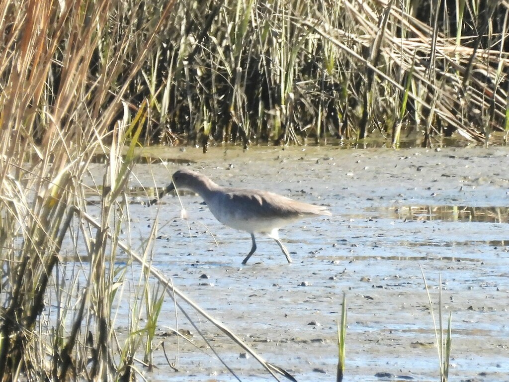 Willet from Bahia Dr, Novato, CA 94945, USA on October 30, 2023 at 11: ...