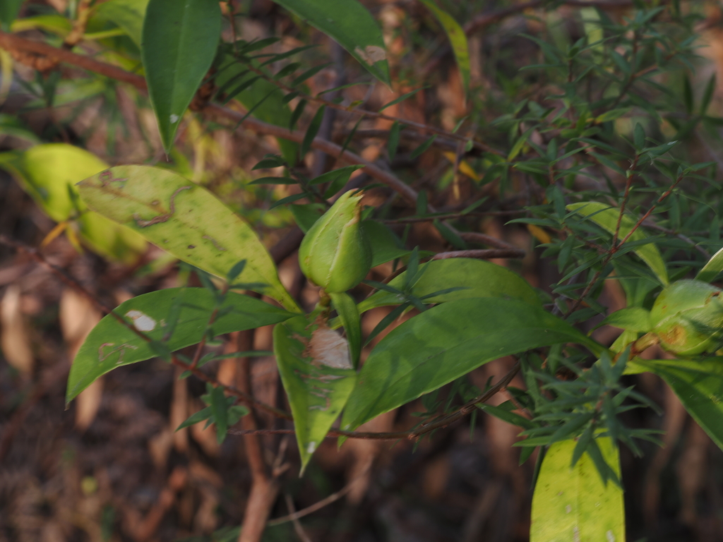 Climbing Guinea flower from Lake Wabby, K'gari QLD 4581, Australia on October 26, 2023 at 06:34 ...