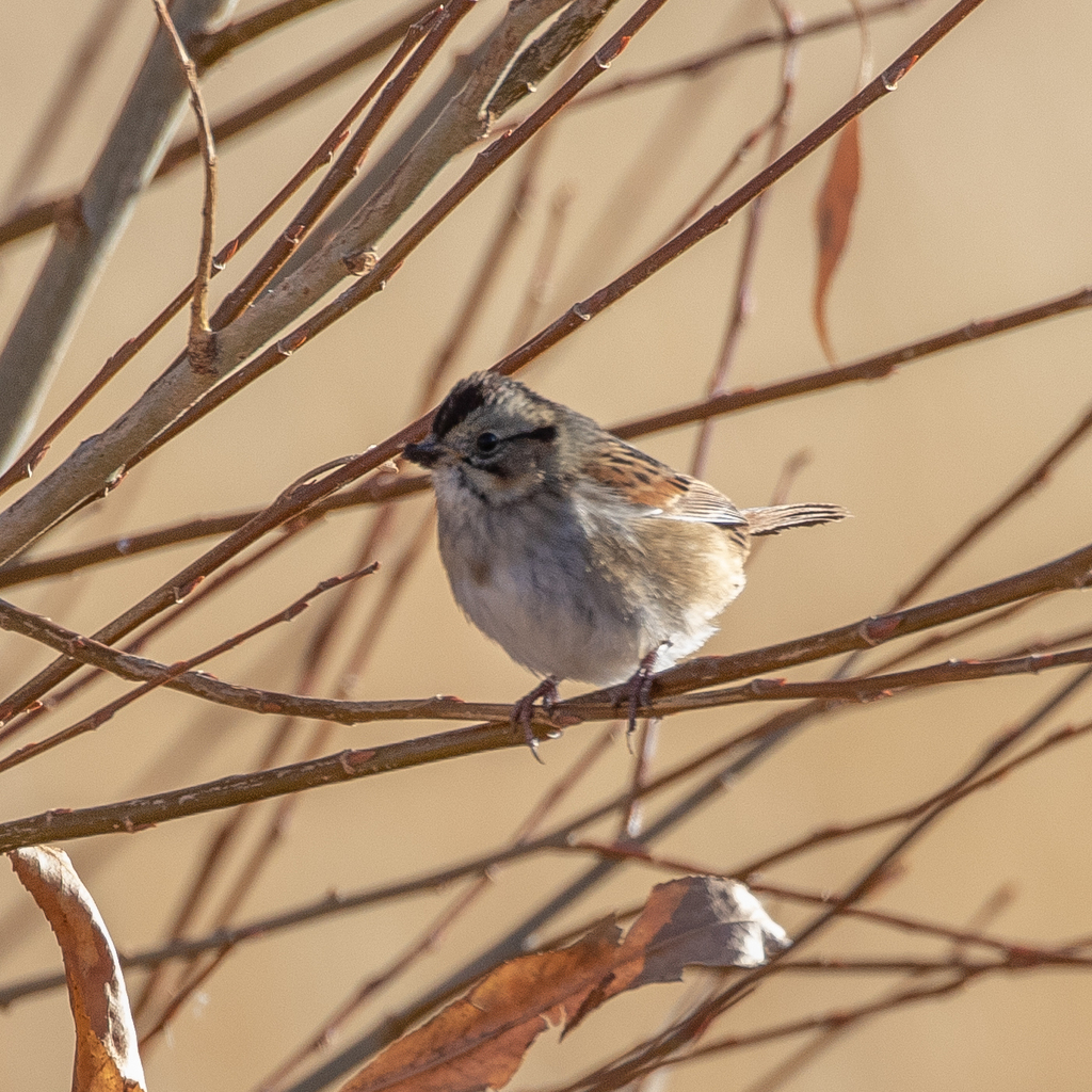 Swamp Sparrow from Alamosa County, CO, USA on October 30, 2023 at 06:31 ...