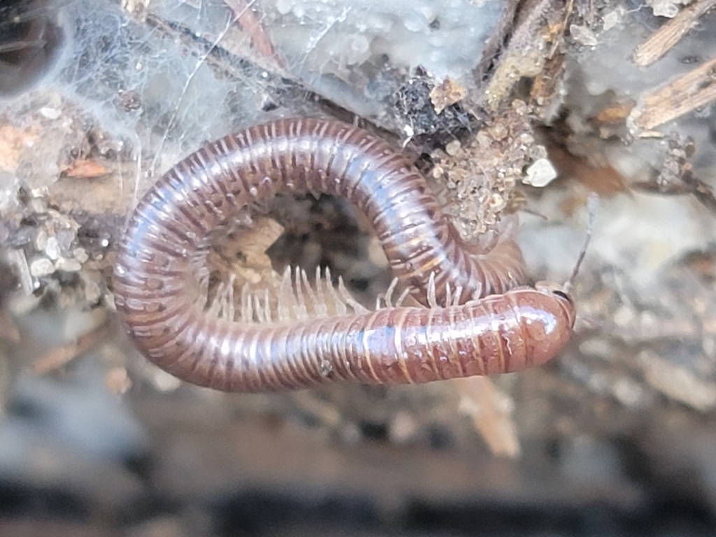 Parajulid Millipedes from Butler, GA 31006, USA on October 29, 2023 at ...