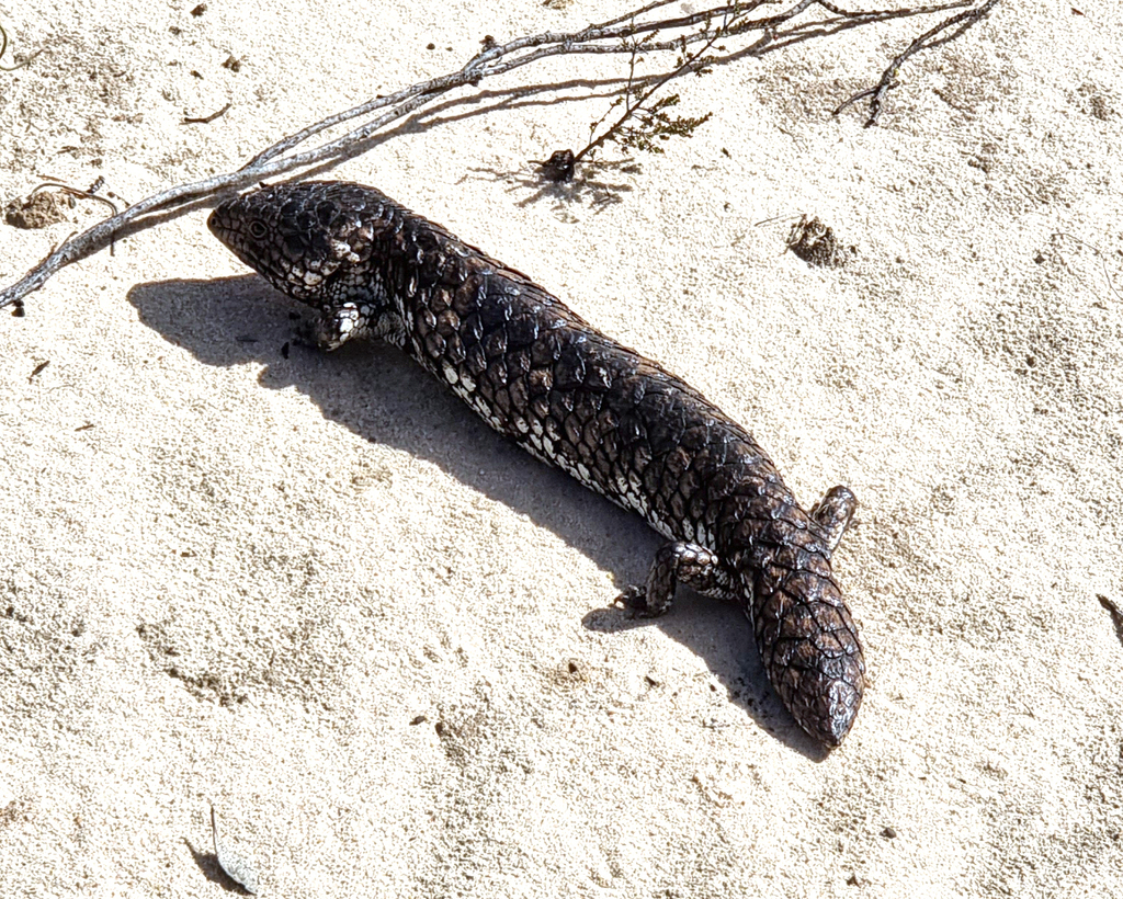 Shingleback Lizard from Pinnaroo SA 5304, Australia on October 6, 2023 ...