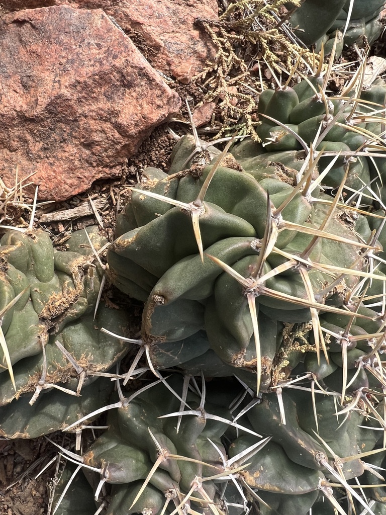 Kingcup Cactus from Santa Fe, NM, US on October 29, 2023 at 01:44 PM by ...