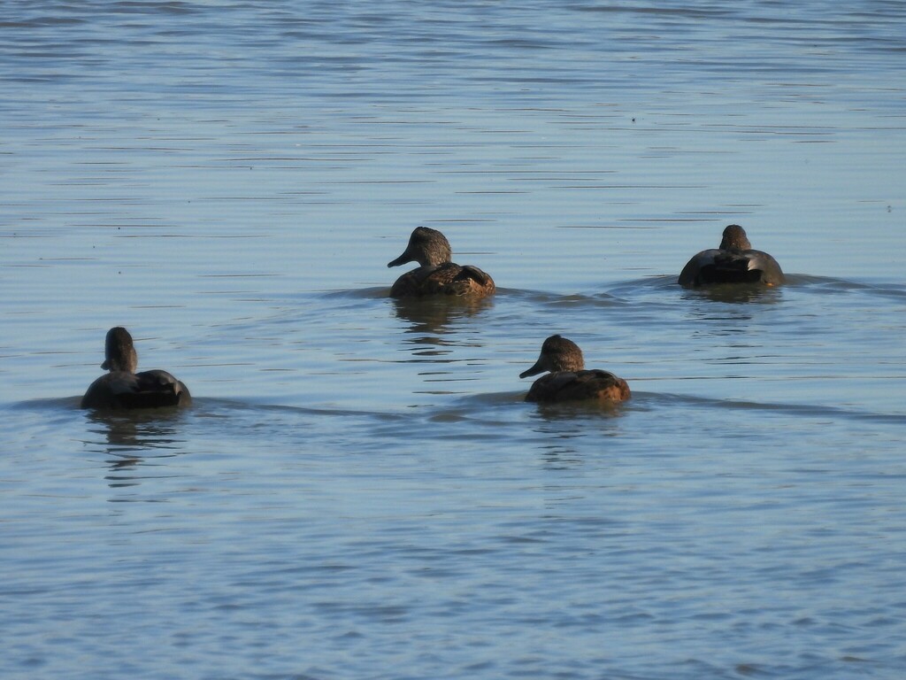 Gadwall from Bahia Dr, Novato, CA 94945, USA on October 30, 2023 at 11: ...