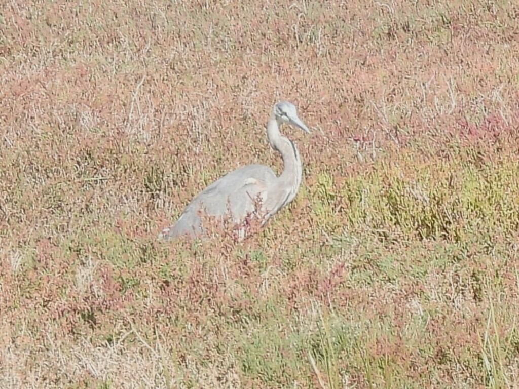 Great Blue Heron from Bahia Dr, Novato, CA 94945, USA on October 30 ...