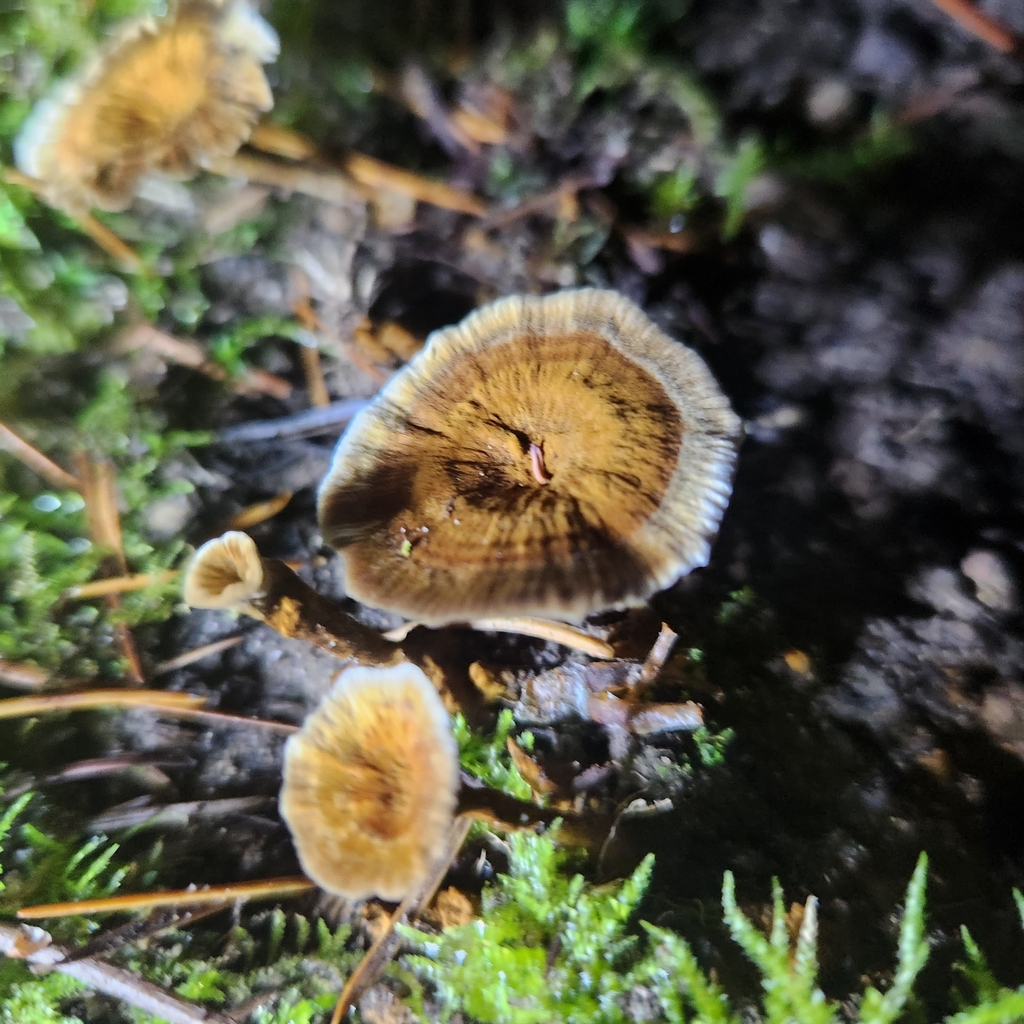 Brown Funnel Polypore from Langley, WA 98260, USA on October 30, 2023 ...