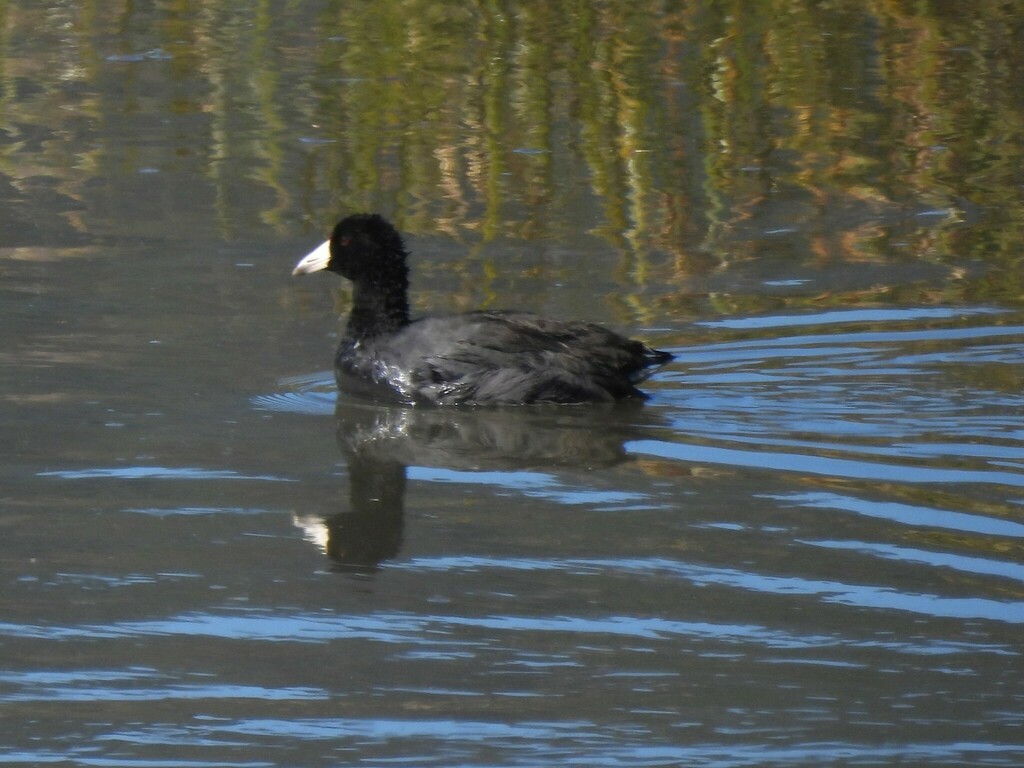 American Coot from Bahia Dr, Novato, CA 94945, USA on October 30, 2023 ...