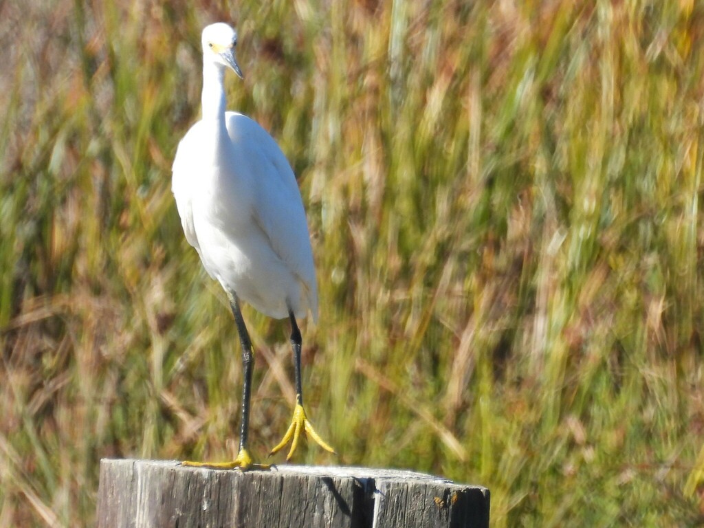 Snowy Egret from Bahia Dr, Novato, CA 94945, USA on October 30, 2023 at ...
