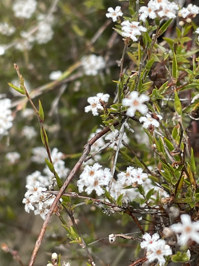 common beard-heath from Tasmania, Ridgeway, TAS, AU on October 31, 2023 ...