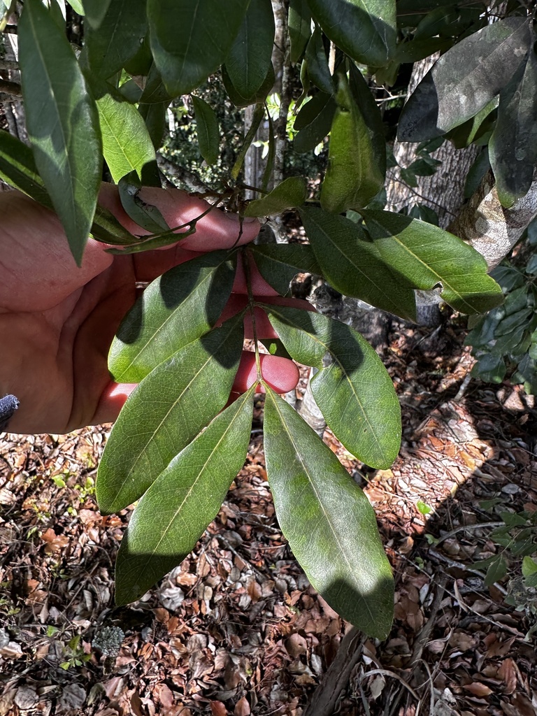 Guioa from Bridges, QLD, AU on October 30, 2023 at 03:01 PM by ...