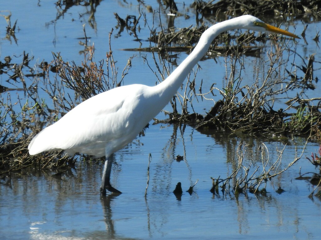 Great Egret from Bahia Dr, Novato, CA 94945, USA on October 30, 2023 at ...