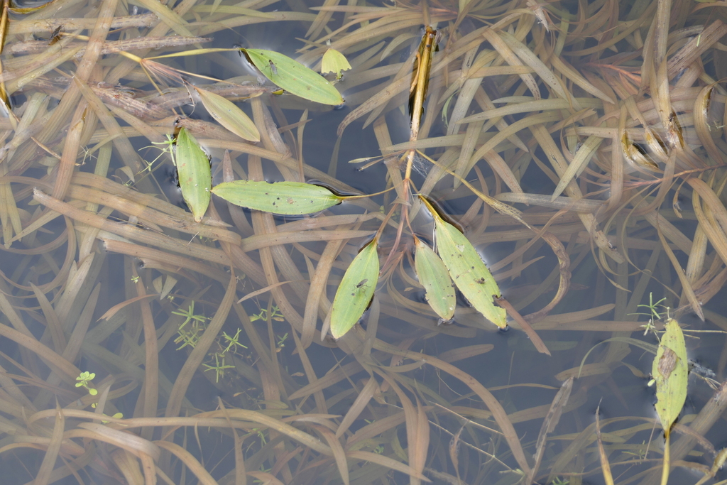 ribbon-leaved pondweed in October 2023 by wanderingeden · iNaturalist