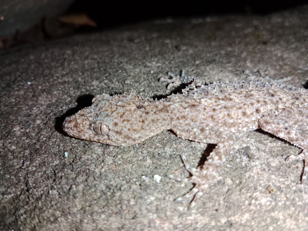 Broad-tailed Gecko from Eastern Valley Way Near Willis Park, Middle ...
