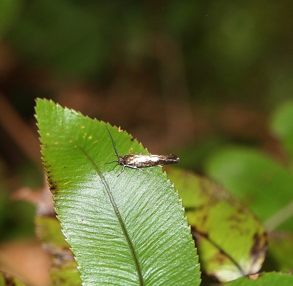 Curved-horn Moths from Westland District, West Coast, New Zealand on ...