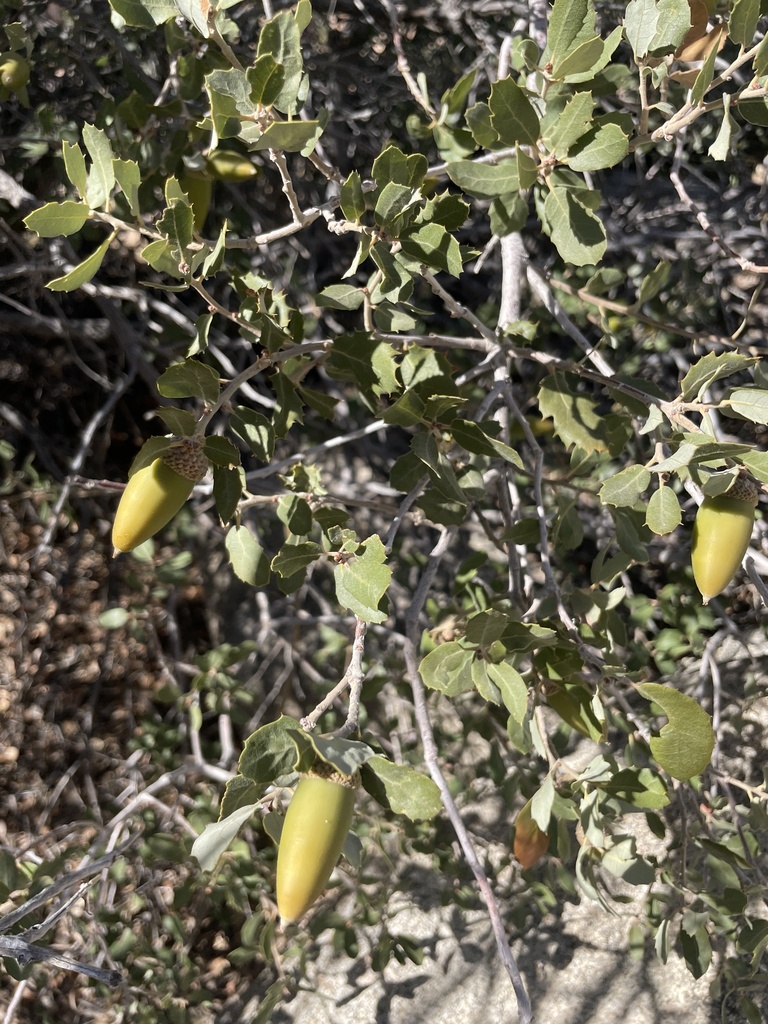 white oaks from Joshua Tree National Park, Riverside County, US-CA, US ...
