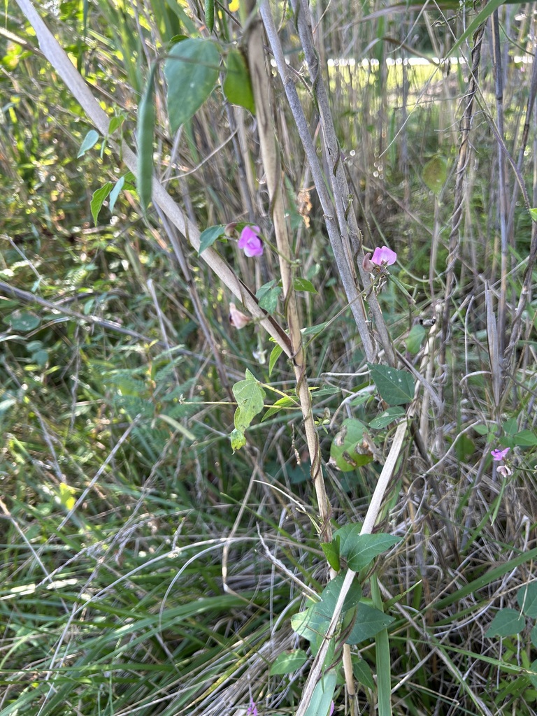 trailing fuzzy-bean from Lake Artemesia, College Park, MD 20740 on ...