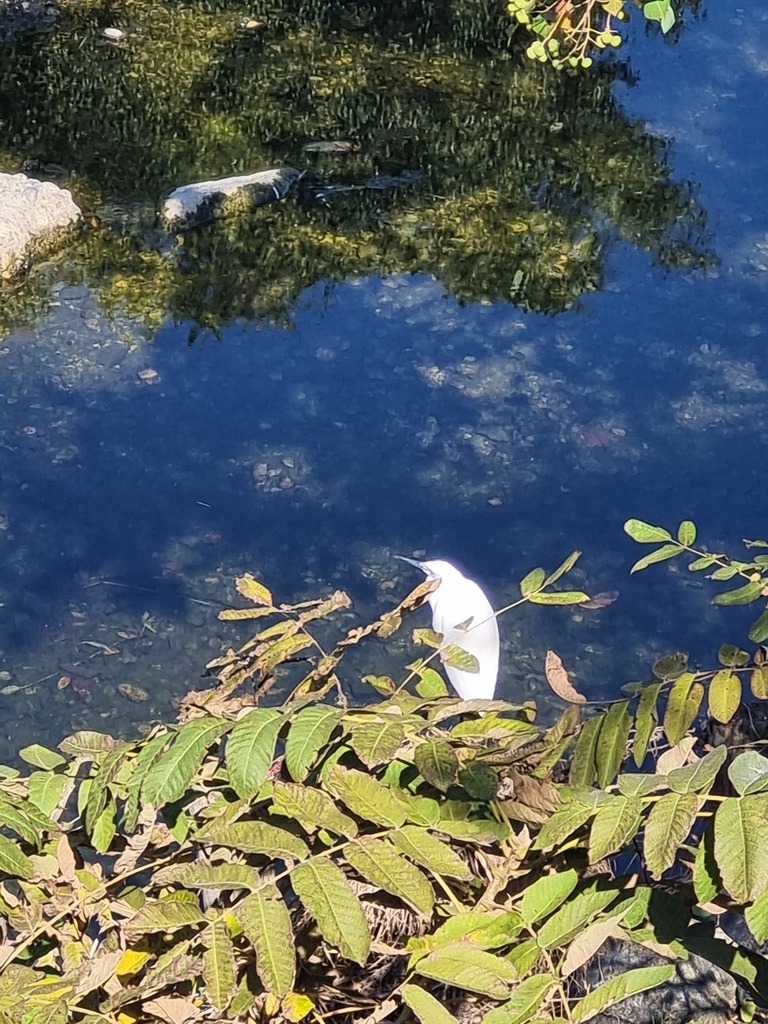 Little Egret from Sakyo Ward, Kyoto, Japan on October 30, 2023 at 11:18 ...