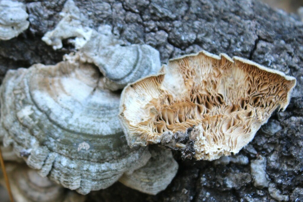 Gilled Polypore from Bahia Dr, Novato, CA 94945, USA on October 30 ...