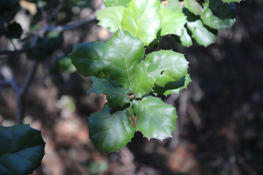 coast live oak from Bahia Dr, Novato, CA 94945, USA on October 30, 2023 ...