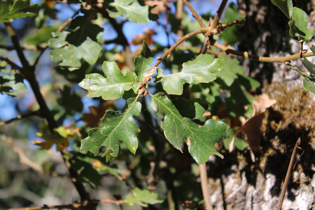 white oaks from Bahia Dr, Novato, CA 94945, USA on October 30, 2023 at ...