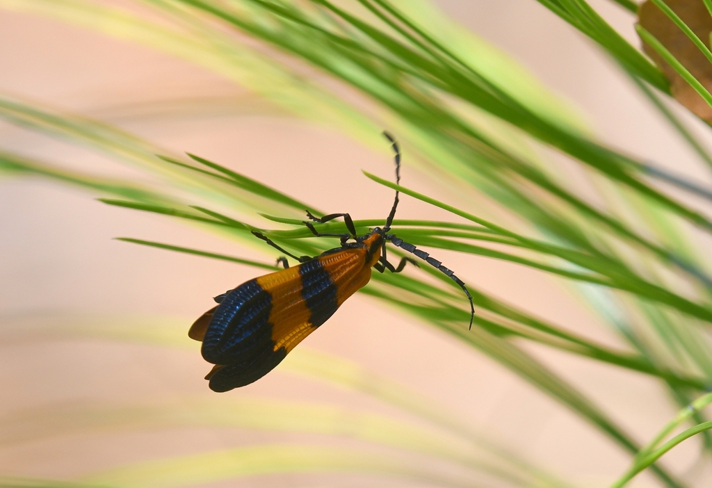 End Band Net-winged Beetle from San Pedro Garza García, Nuevo Leon ...