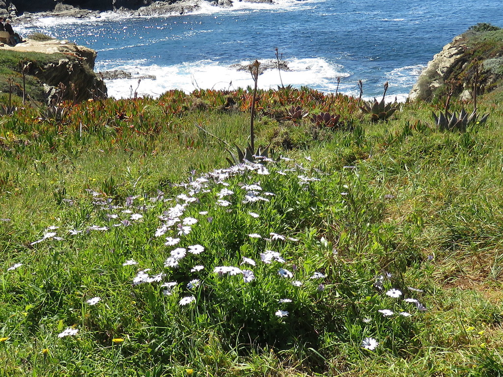 Margalidera de botó blau (LIFE medCLIFFS) · iNaturalist