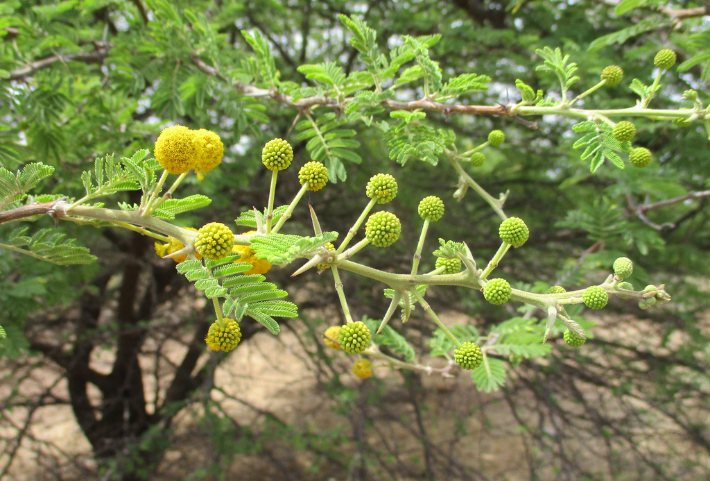 Egyptian acacia from Serowe Botswana on October 29, 2023 by ...
