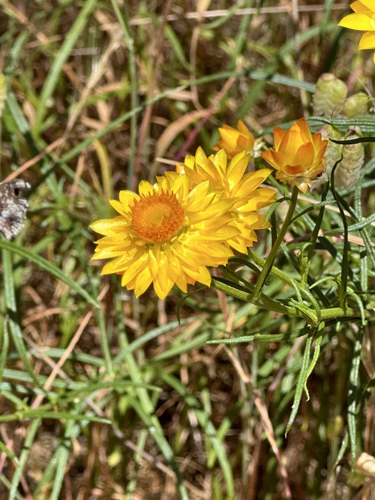 sticky everlasting from Castlemaine Botanical Gardens, Castlemaine, VIC ...
