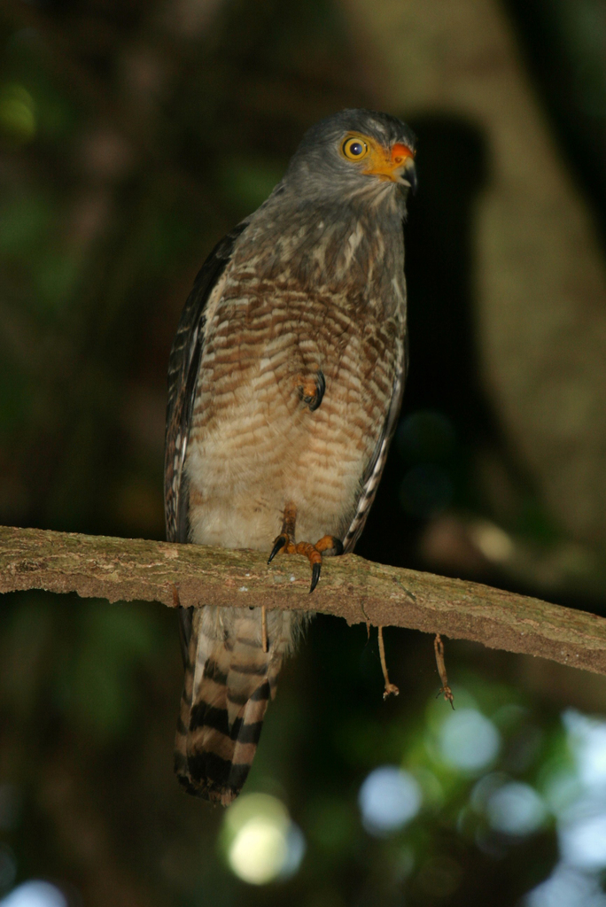Roadside Hawk from Montijo, Panama on January 6, 2010 at 03:37 PM by ...