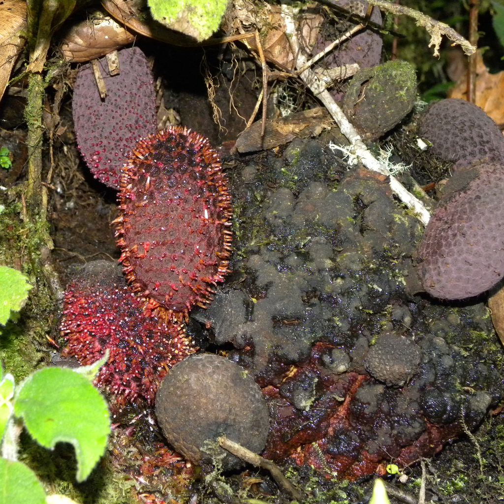 spike-of-dragon from Finca de Quetzales, San José Province, Copey ...