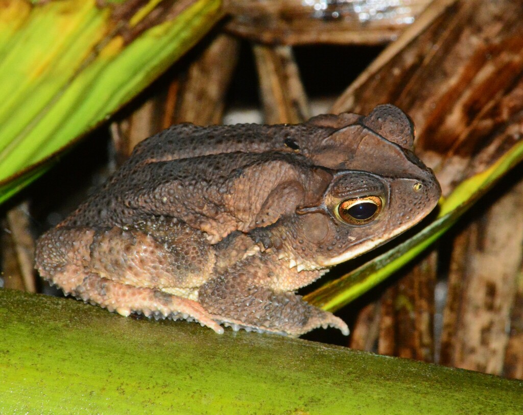 Central American Gulf Coast Toad from El Rama, Nicaragua on October 30 ...