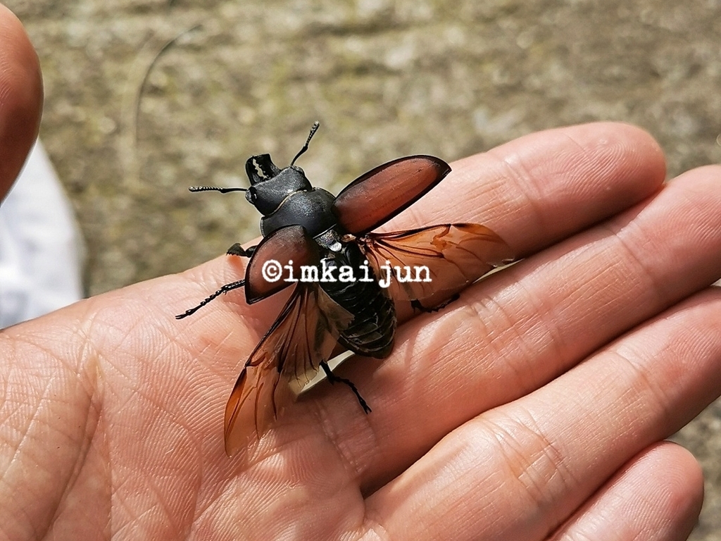 Neolucanus sinicus sinicus in June 2023 by imkaijun · iNaturalist